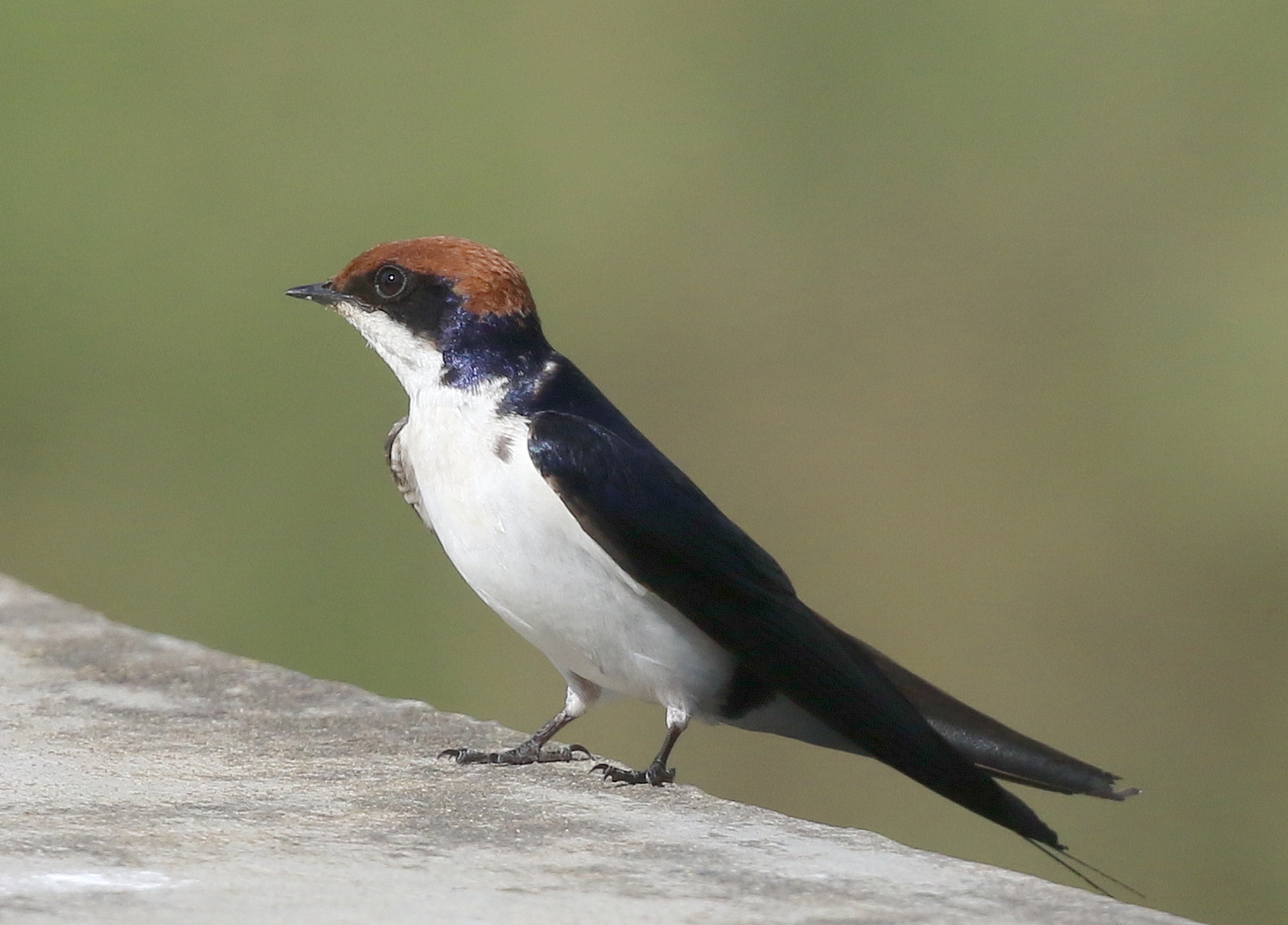 wire-tailed-swallow – BirdLife eThekwini KZN