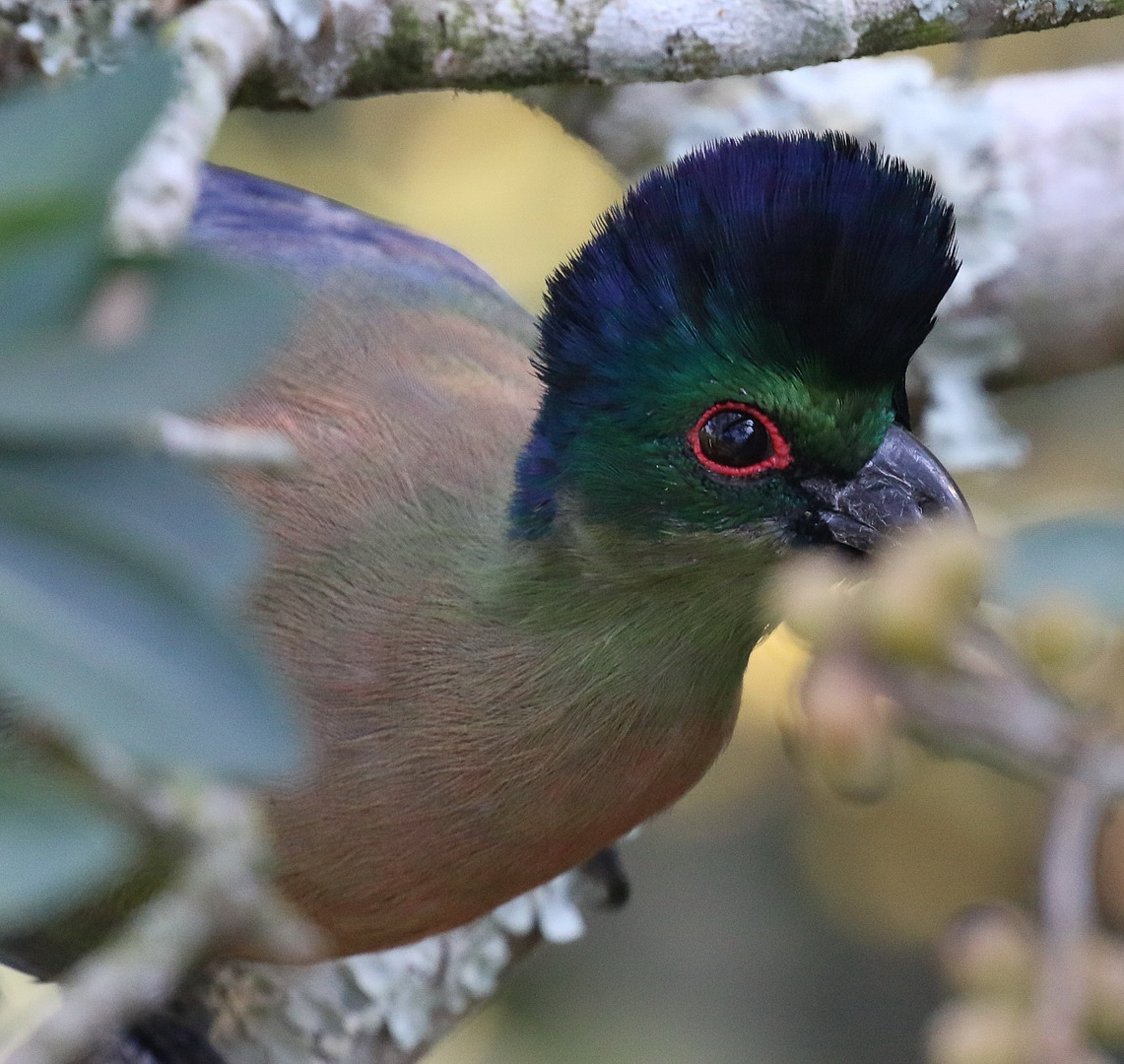 purple-crested-turaco – BirdLife eThekwini KZN