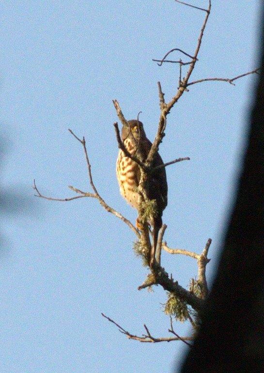 african-cuckoo-hawk – BirdLife eThekwini KZN