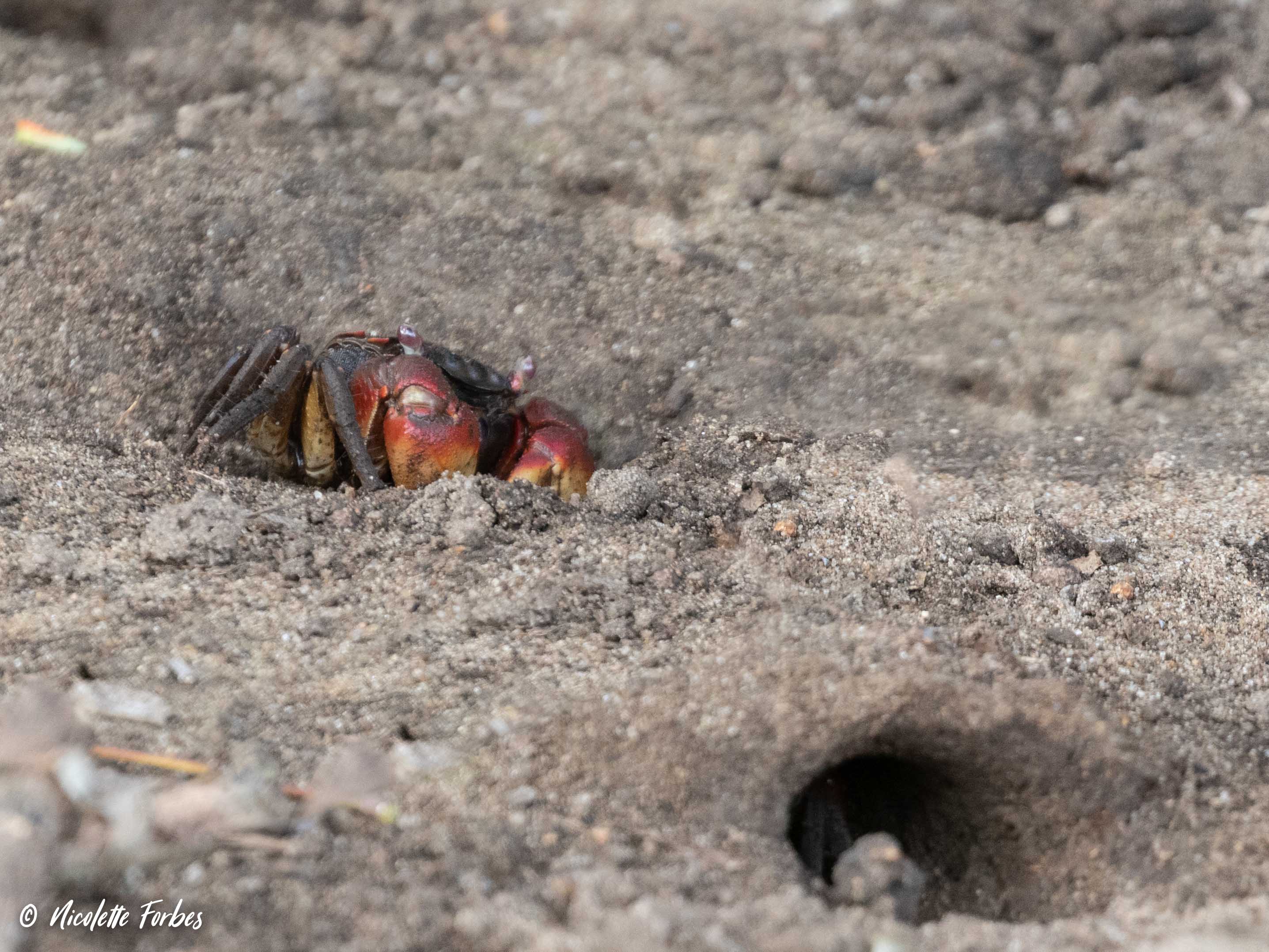mangrove-crab-sesarma-meinertii_ntf – BirdLife eThekwini KZN
