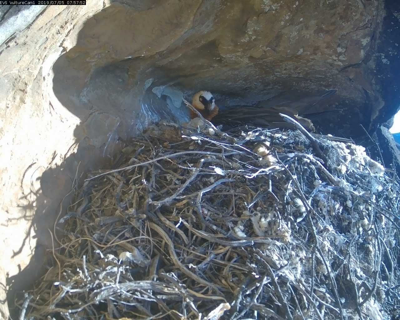 Latest Cape and Bearded Vulture Tracks – BirdLife eThekwini KZN