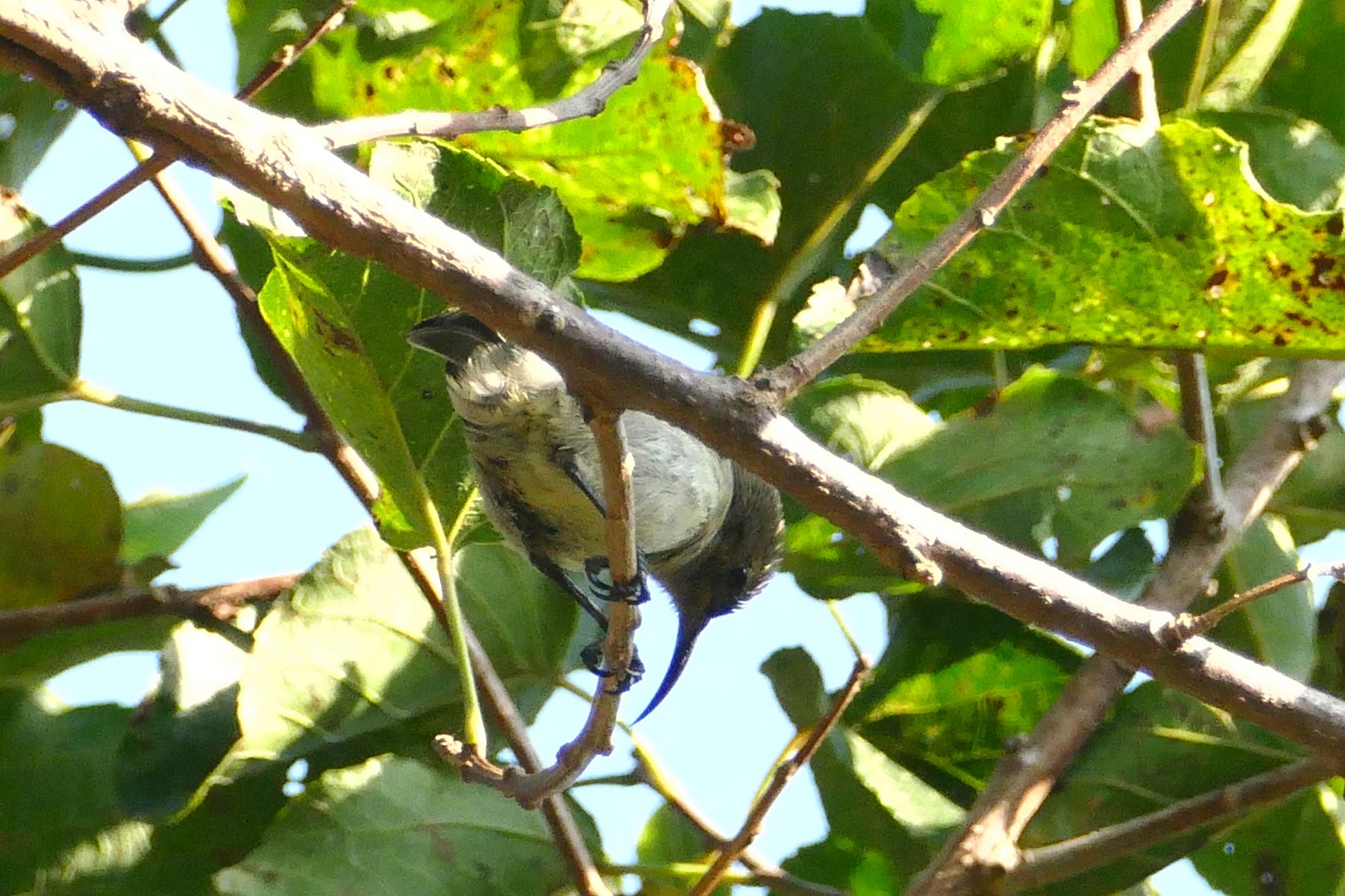 sunbird-paul-hobden – BirdLife eThekwini KZN