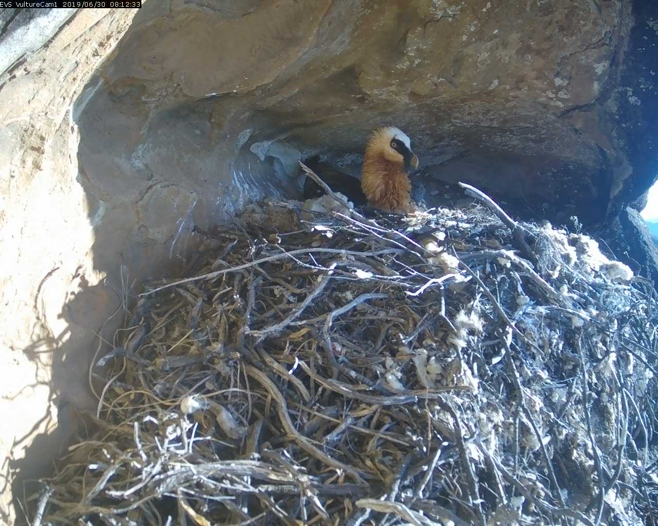 Latest Cape and Bearded Vulture Tracks – BirdLife eThekwini KZN