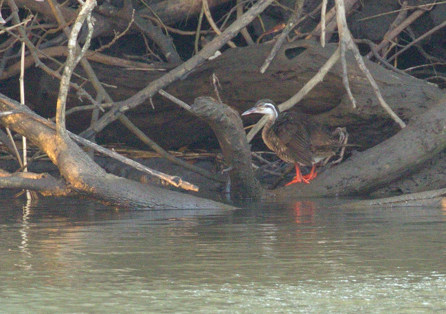 african-finfoot- – BirdLife eThekwini KZN