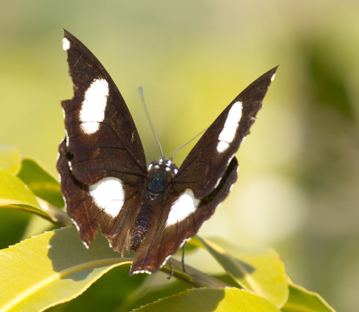 common-diadem – BirdLife eThekwini KZN