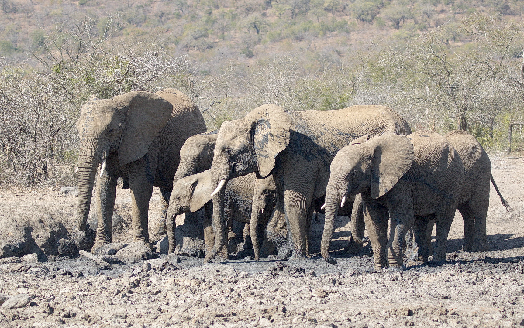 elephants-trunks-down – BirdLife eThekwini KZN