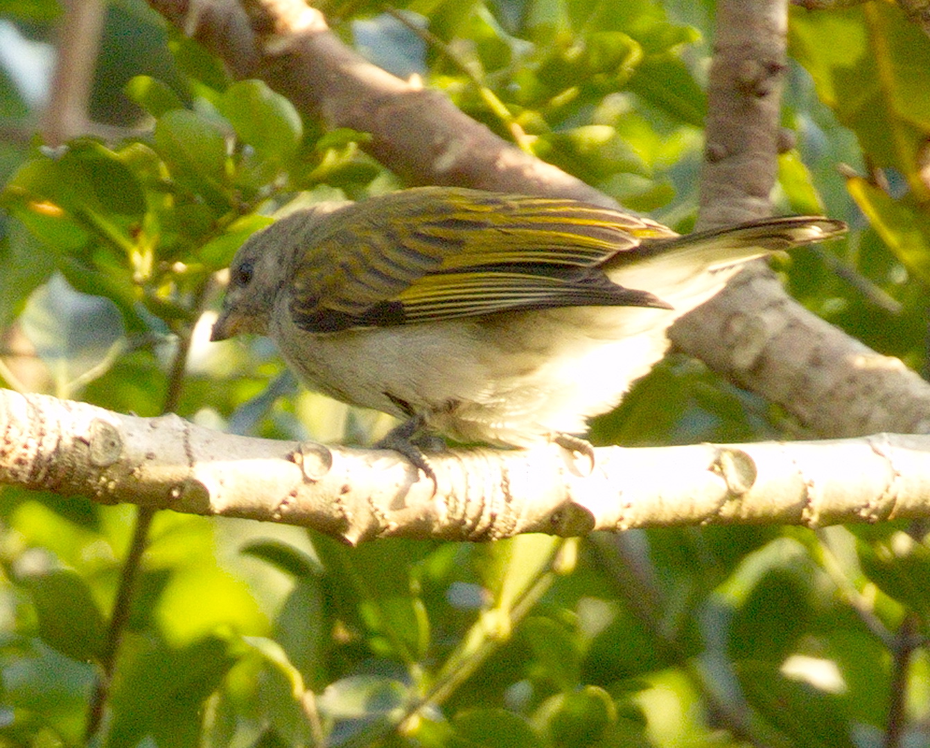 lesser-honeyguide – BirdLife eThekwini KZN