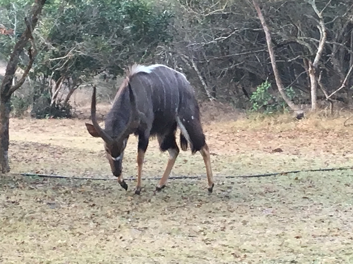 prancing-nyala-at-our-campsite – BirdLife eThekwini KZN