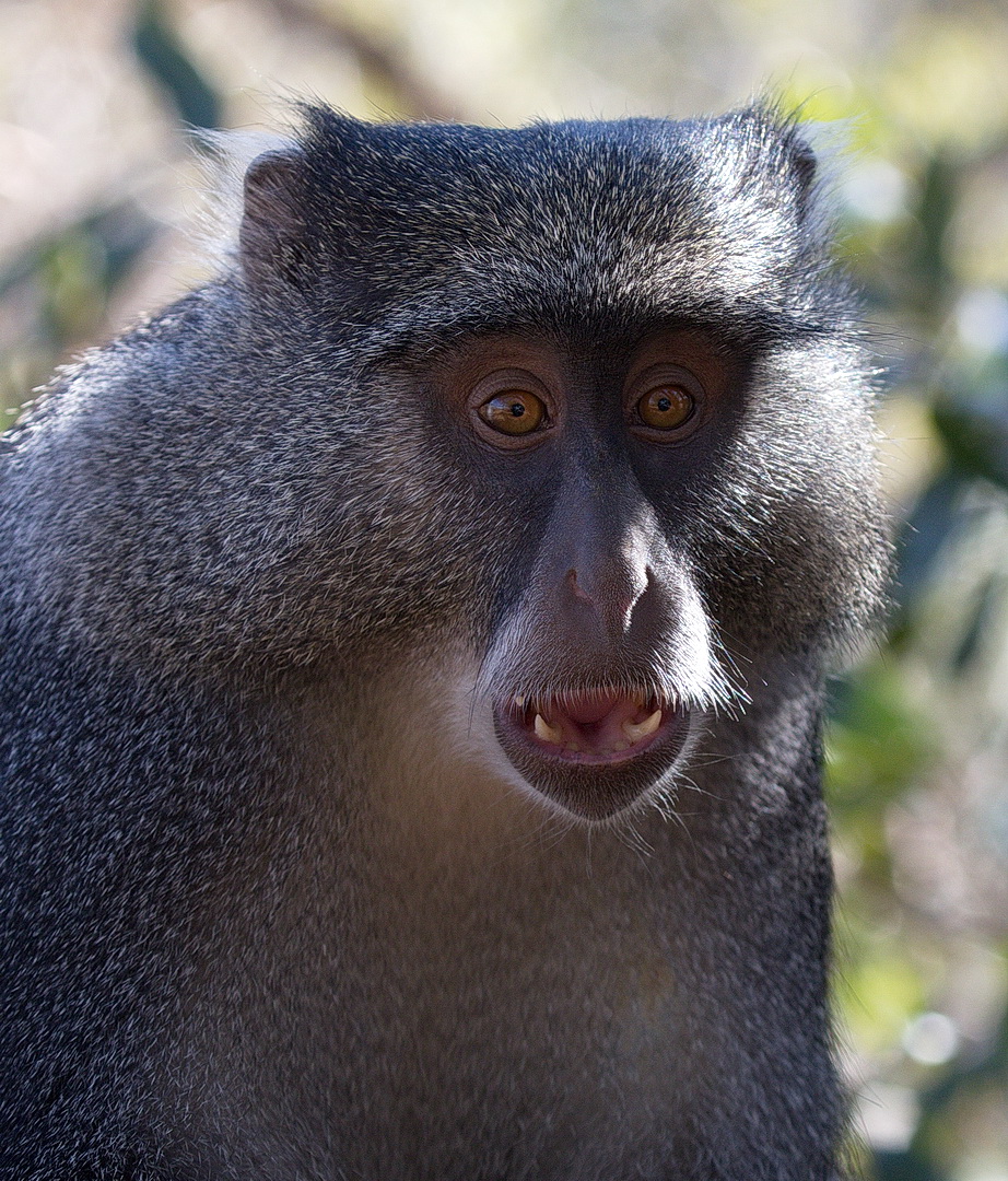 samango-monkey-1-2 – BirdLife eThekwini KZN