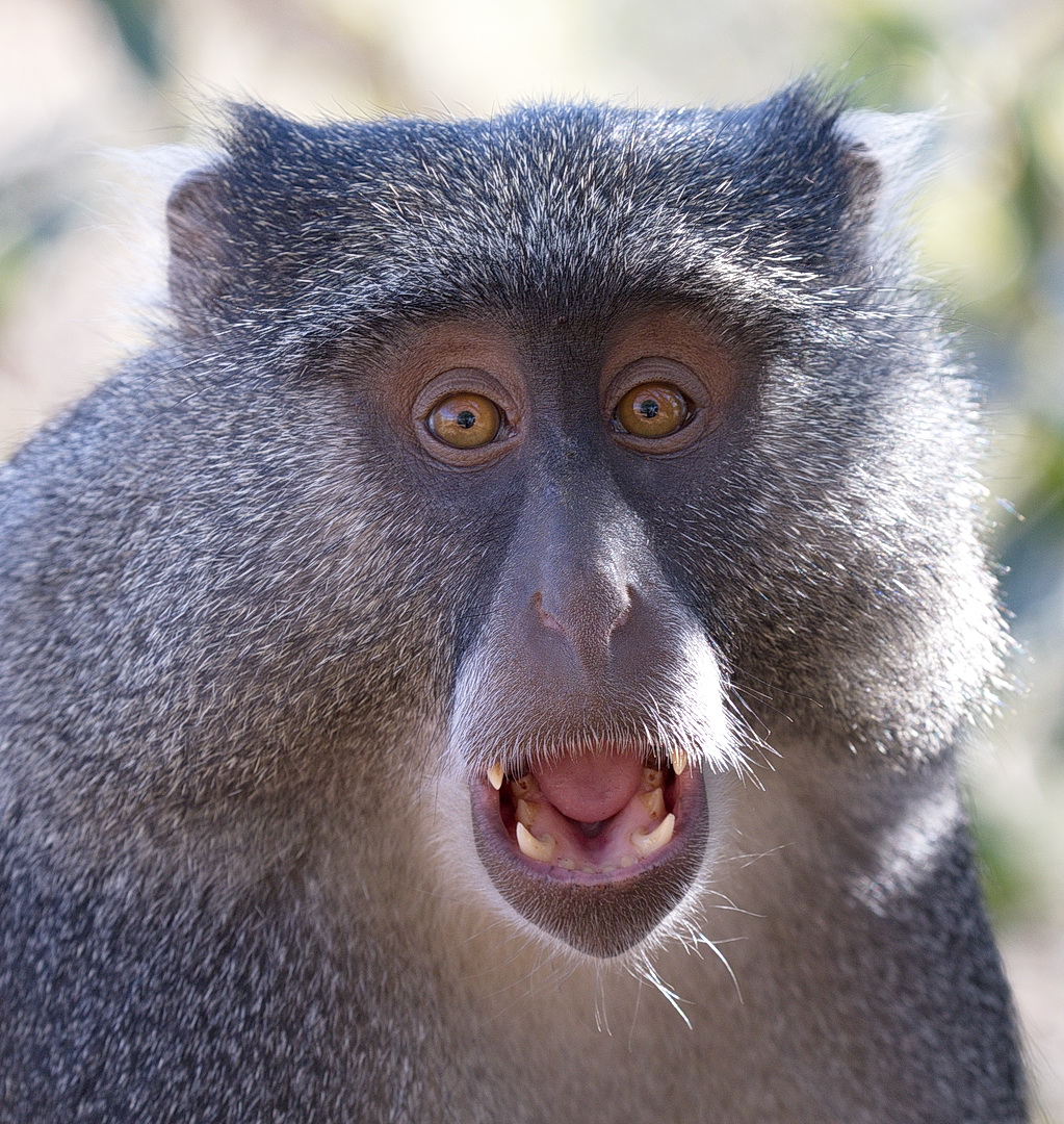 samango-monkey-1-3 – BirdLife eThekwini KZN