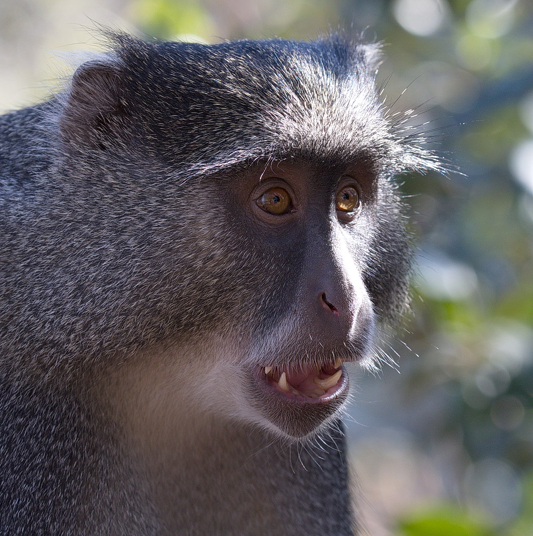 samango-monkey – BirdLife eThekwini KZN