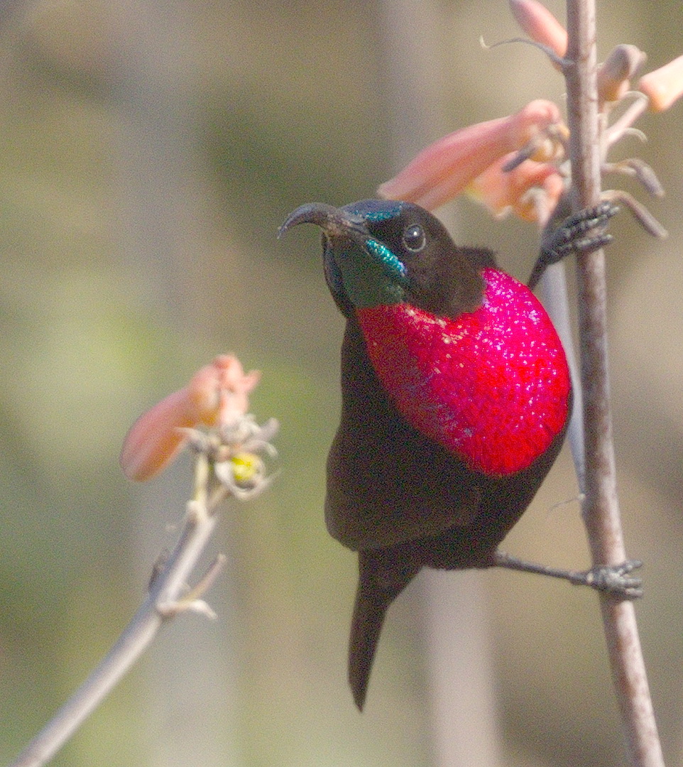 scarlet-chested-sunbird – BirdLife eThekwini KZN