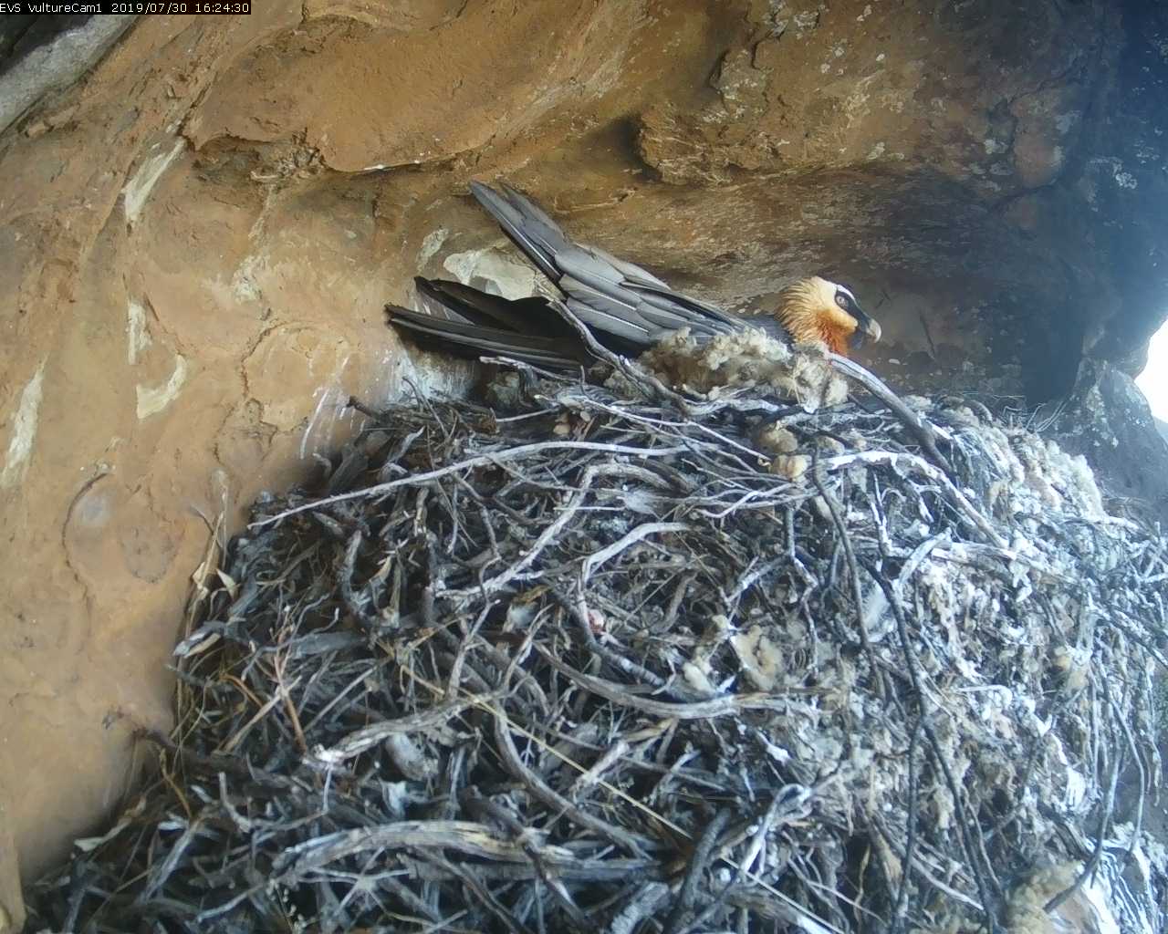 Latest Cape and Bearded Vulture Tracks – BirdLife eThekwini KZN