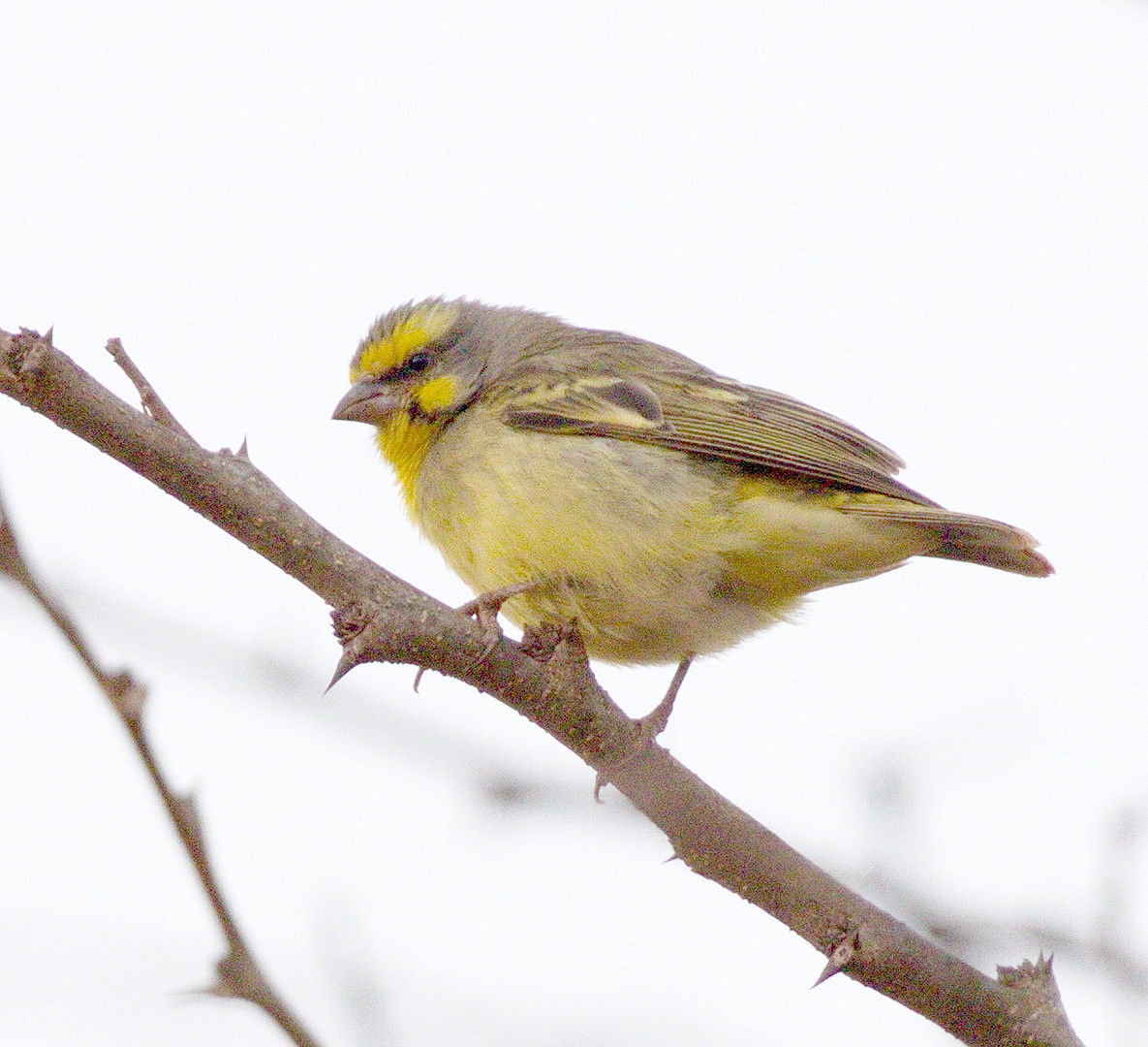 yellow-fronted-canary – BirdLife eThekwini KZN