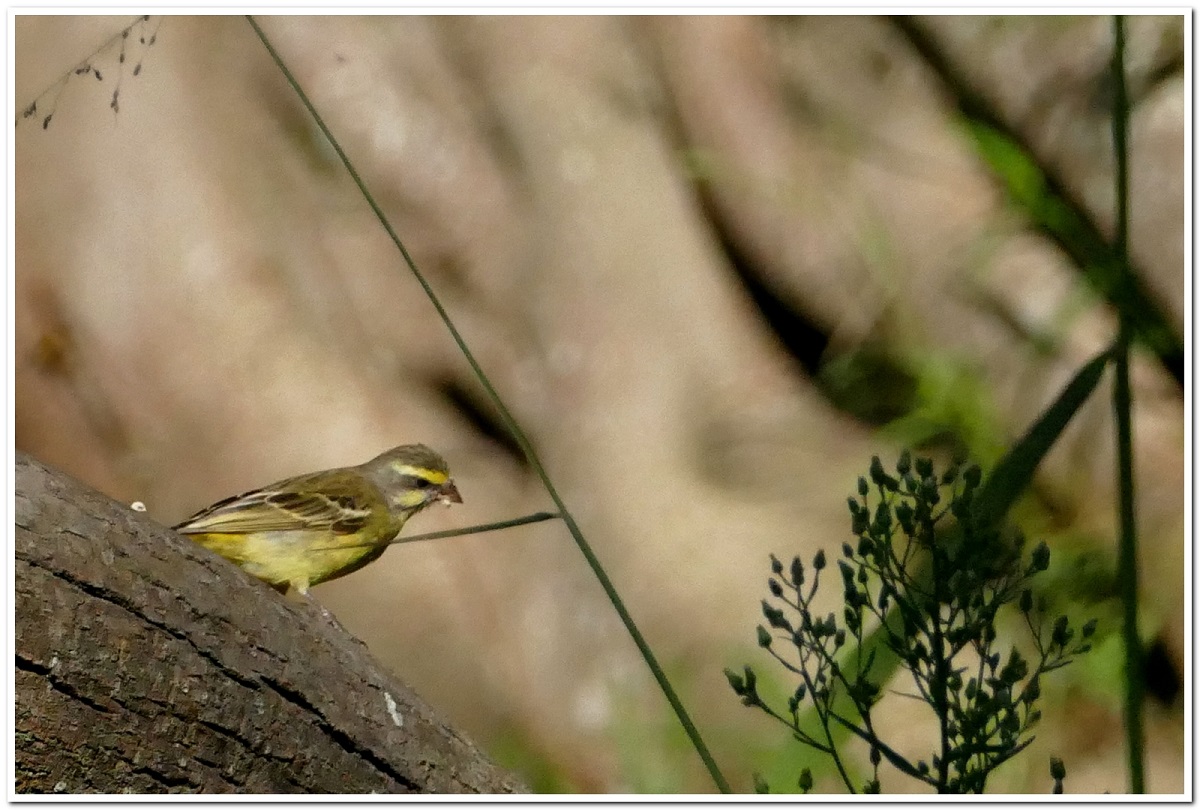 Yellow-fronted-Canary-Paul-Hobden – BirdLife eThekwini KZN