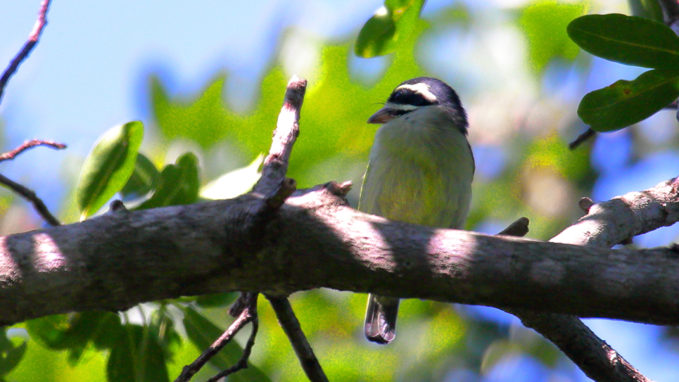Yellow-rumped-Tinkerbird-Peter-Farrington – BirdLife eThekwini KZN