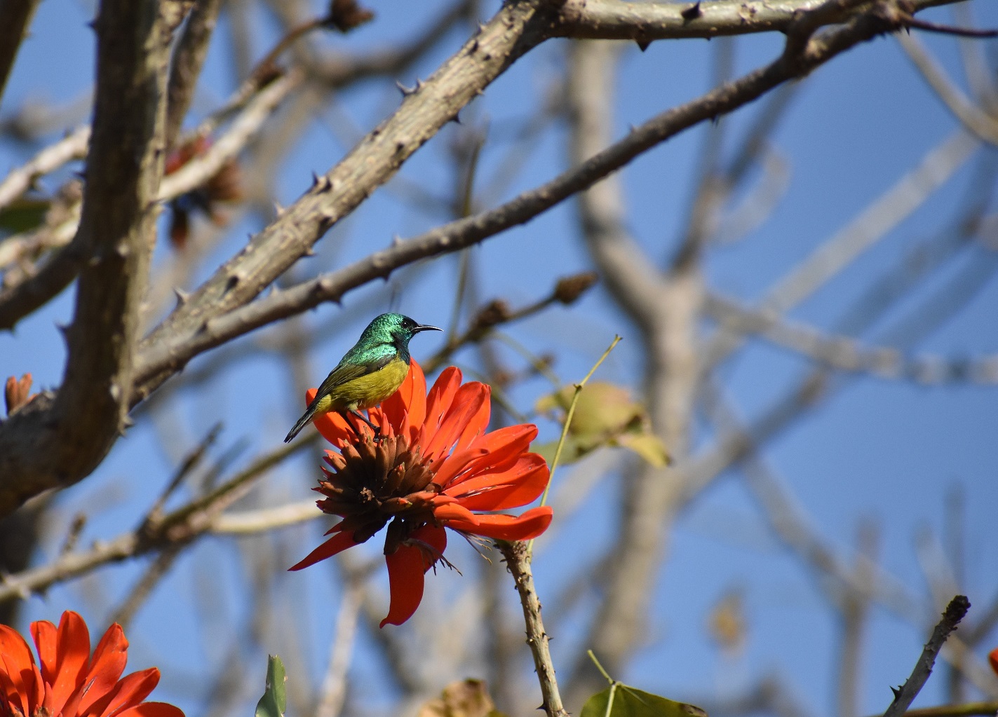 KZN has it all and more! – BirdLife eThekwini KZN