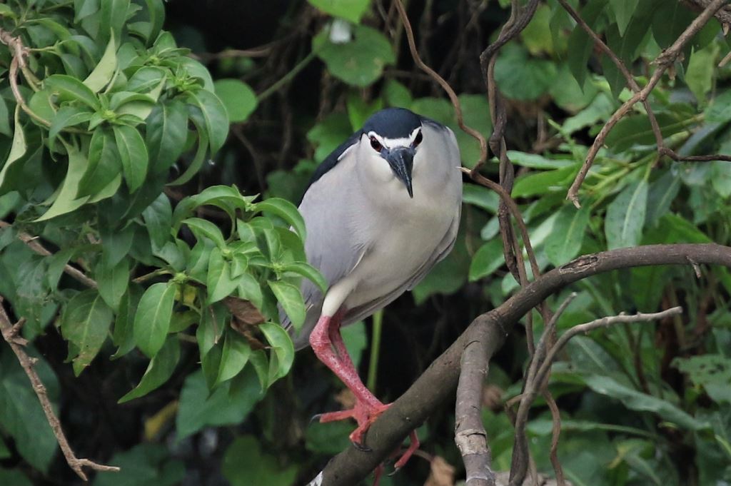 Umbilo Ponds – BirdLife eThekwini KZN