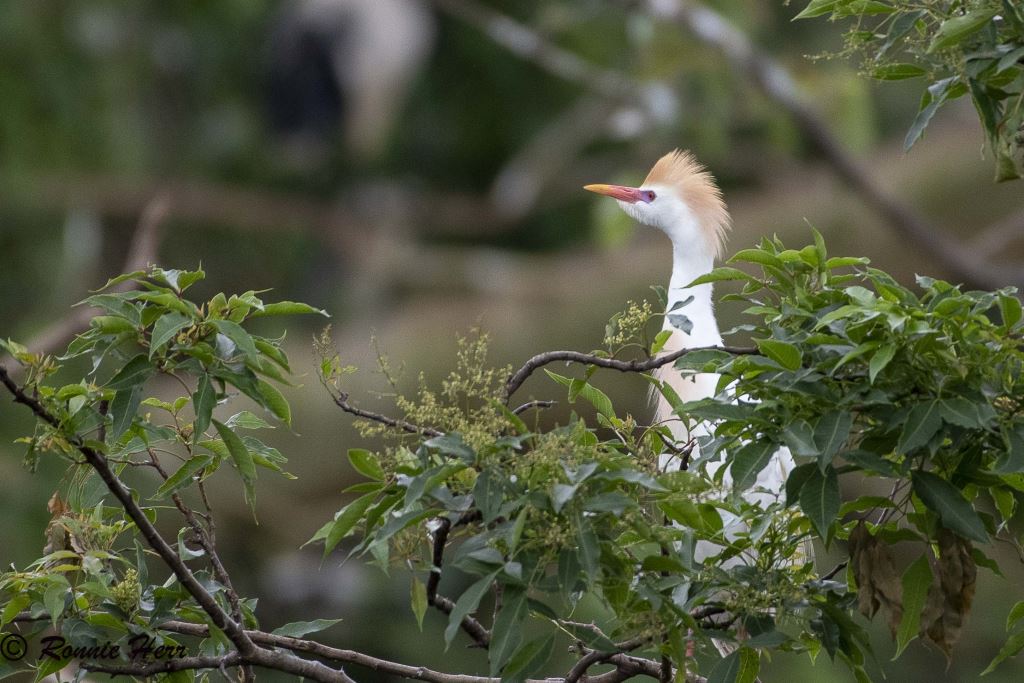 Umbilo Ponds – BirdLife eThekwini KZN
