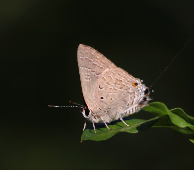 KwaXimba Conservancy, Umgeni Valley. – BirdLife eThekwini KZN