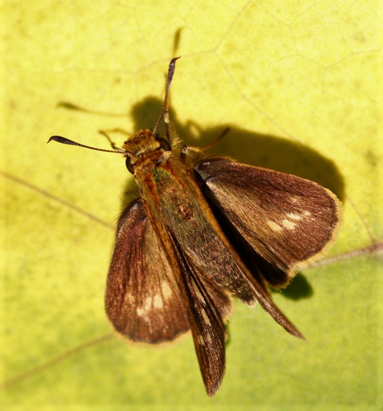 KwaXimba Conservancy, Umgeni Valley. – BirdLife eThekwini KZN