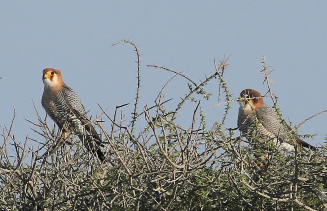 A Bucket List Trip – 5 weeks through Botswana. – BirdLife eThekwini KZN