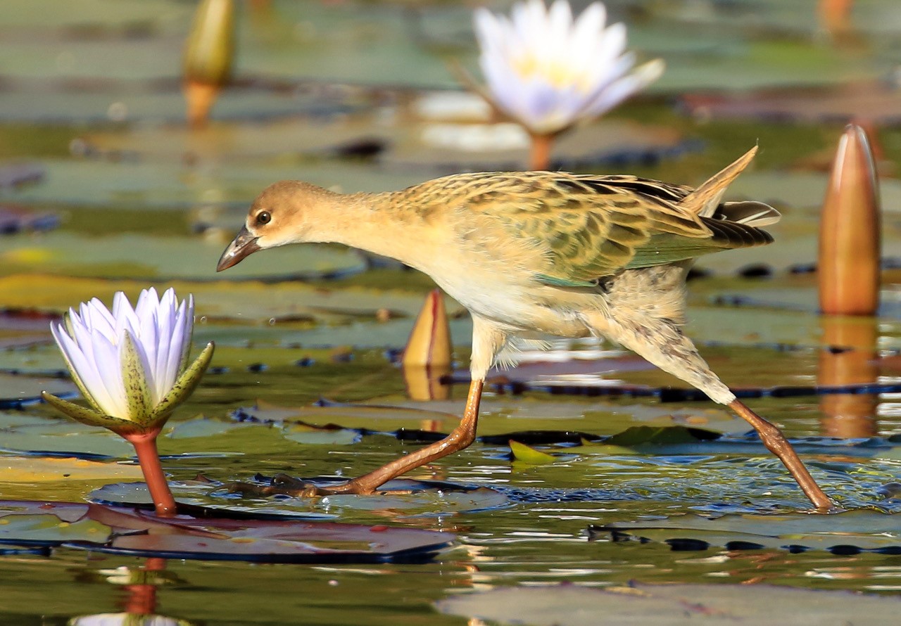 A Bucket List Trip – 5 weeks through Botswana. – BirdLife eThekwini KZN