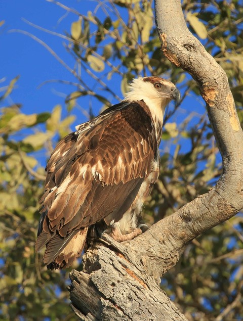 A Bucket List Trip – 5 weeks through Botswana. – BirdLife eThekwini KZN