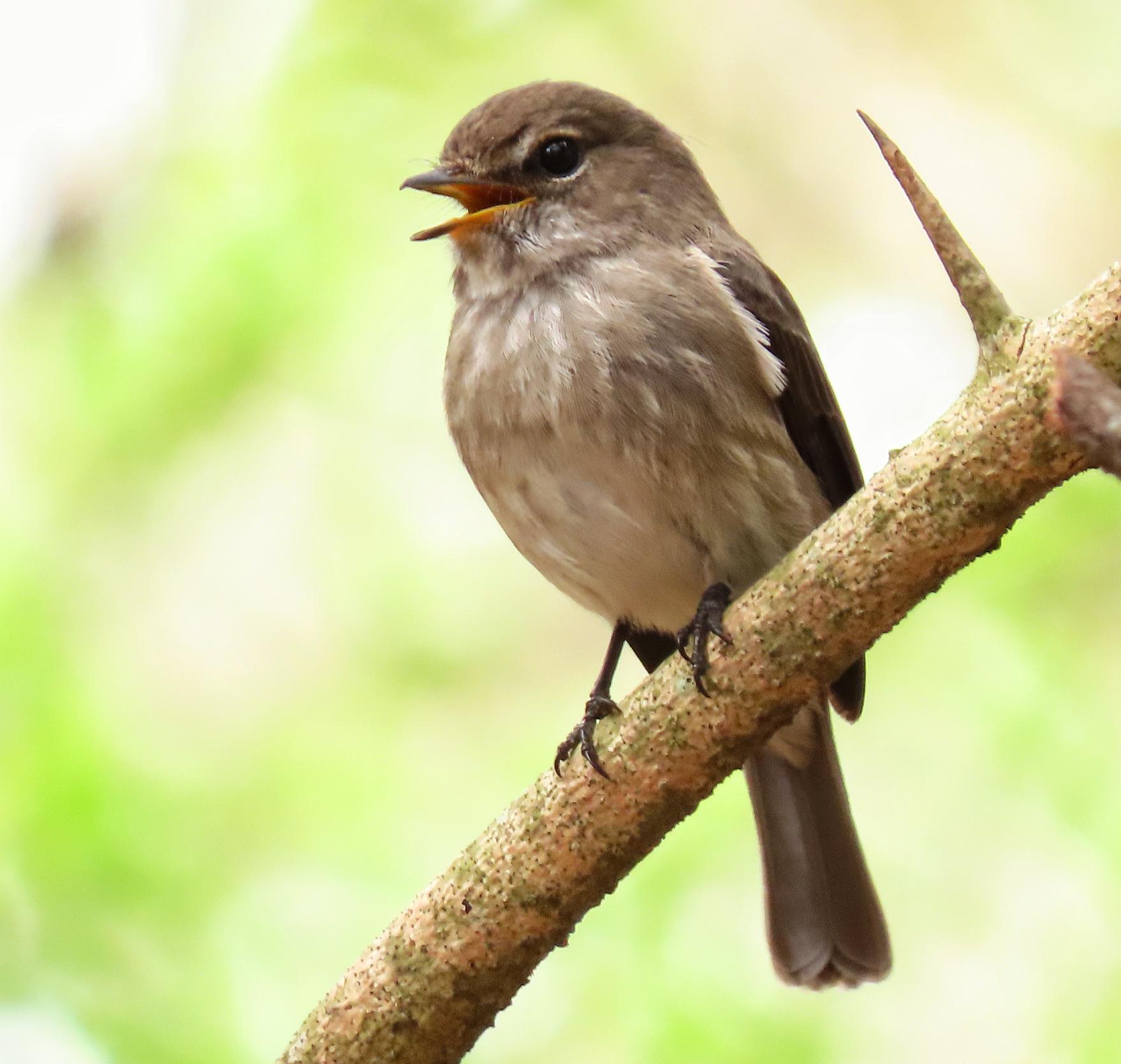 Birding the New Germany Nature Reserve – BirdLife eThekwini KZN