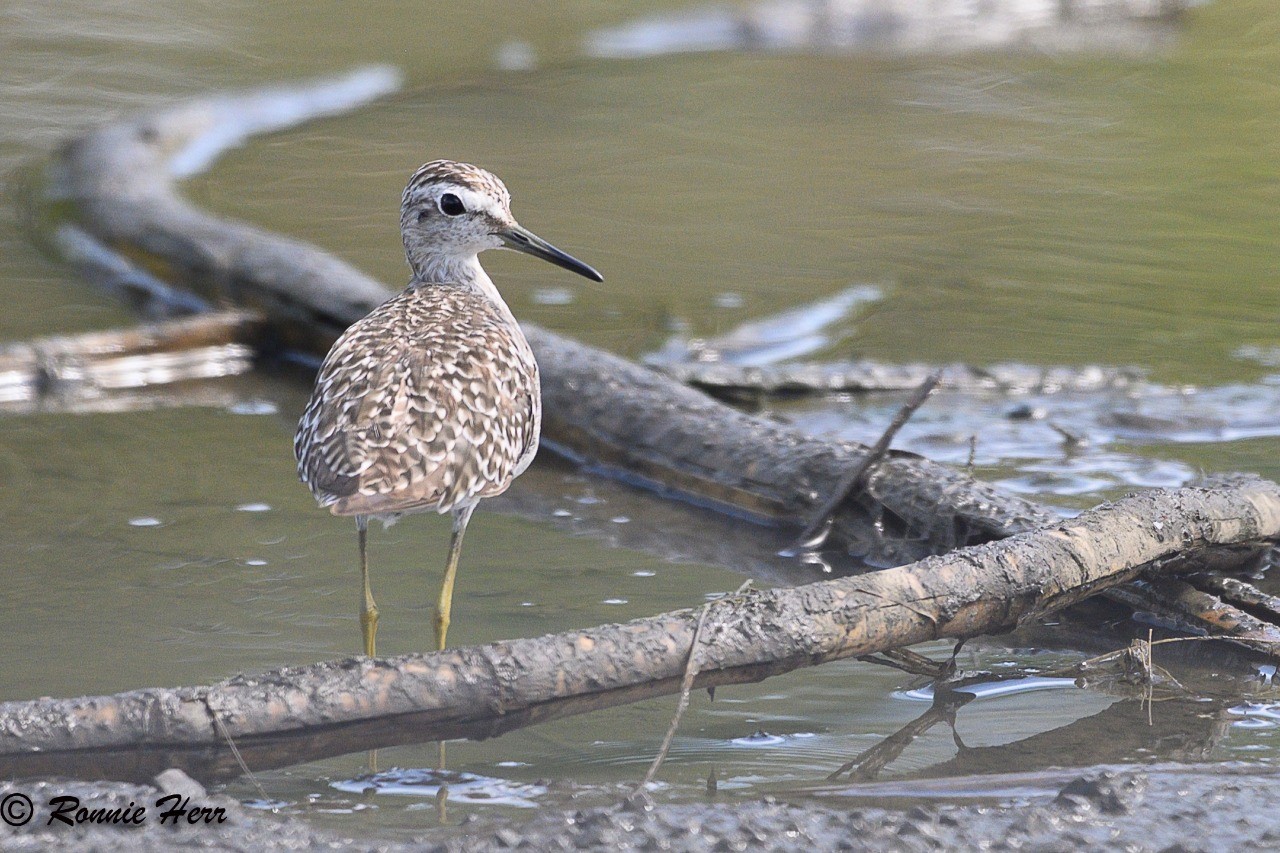BeKZN Walks! Sappi Stanger – BirdLife eThekwini KZN