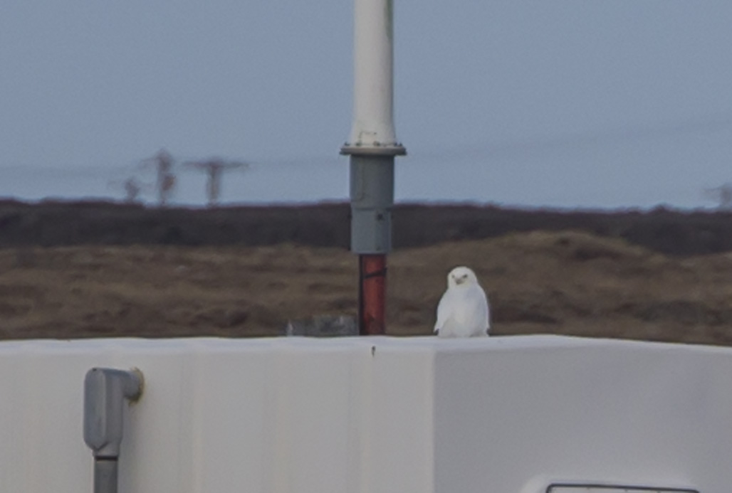 Snowy Owl Barrow Alaska USA_20220616_6149 – BirdLife eThekwini KZN
