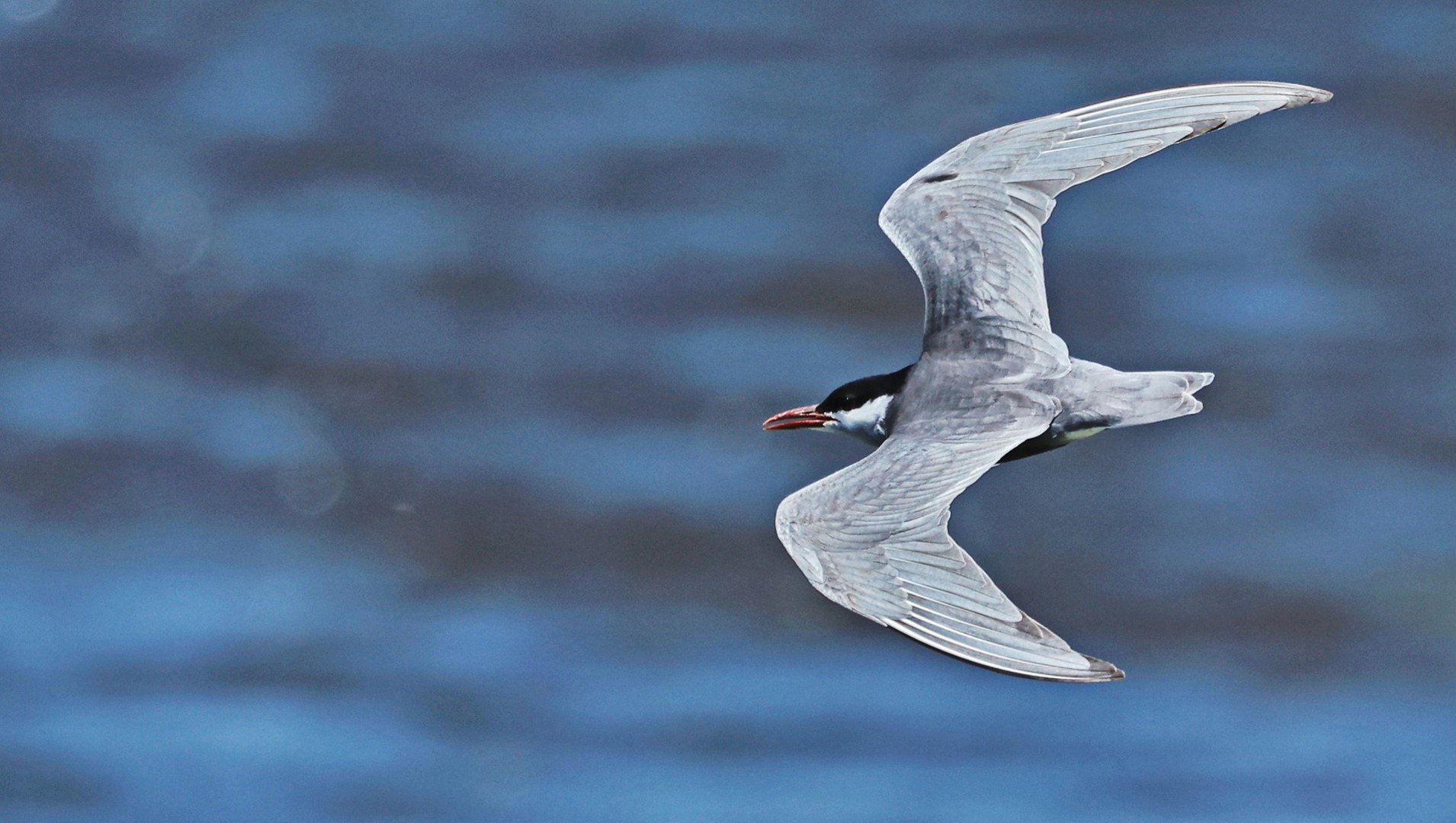 BeKZN Walk…Sappi Stanger Mbozambo Wetlands – BirdLife eThekwini KZN
