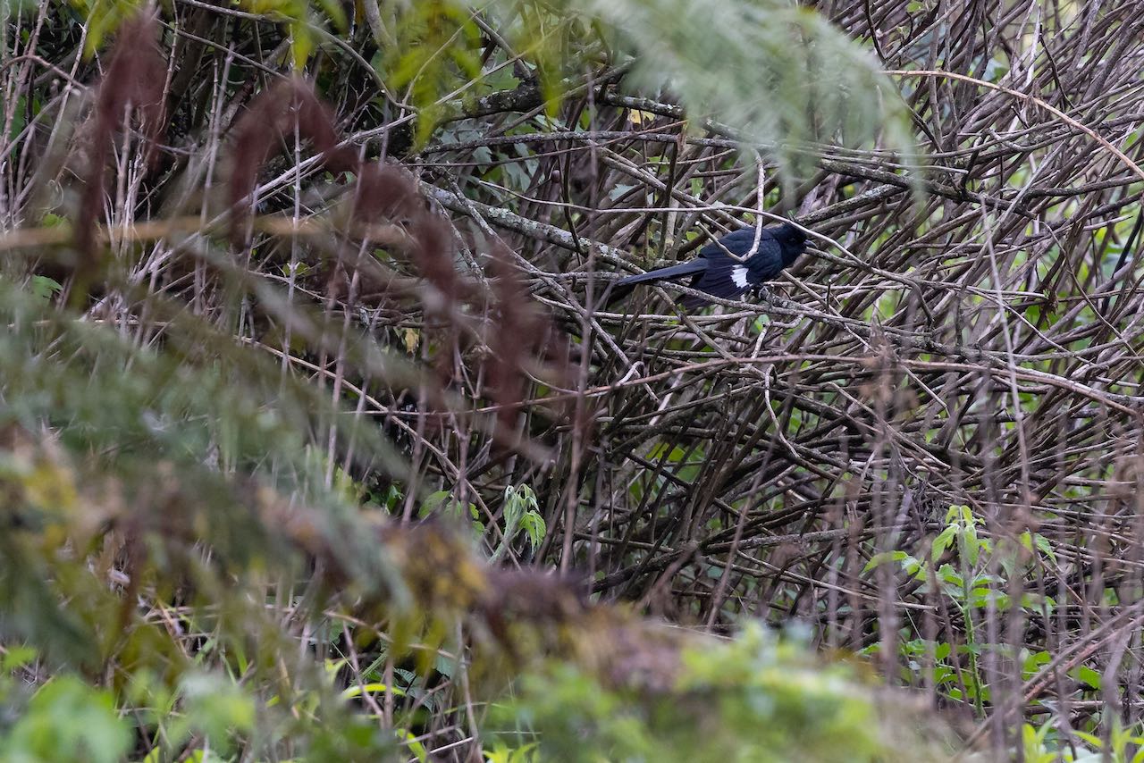 BeKZN Walk | Juniors at Springside Nature Reserve – BirdLife eThekwini KZN
