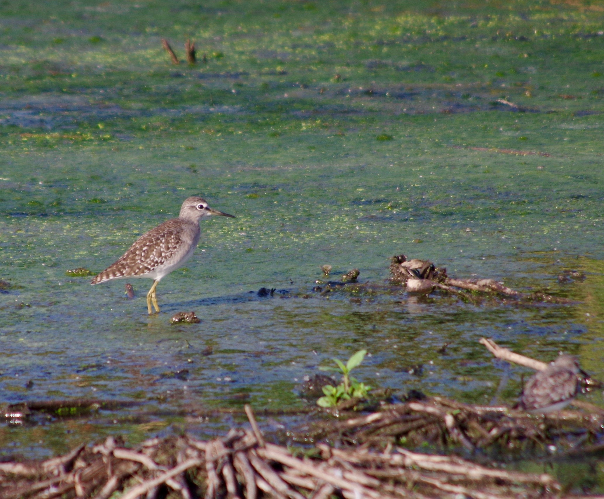 BeKZN Walk…Sappi Stanger Mbozambo Wetlands – BirdLife eThekwini KZN