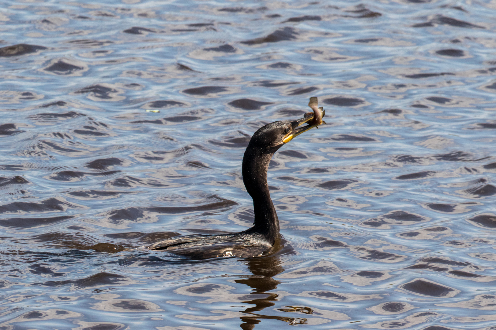 BeKZN Day Tripping | Sappi Stanger Mbozambo Wetlands – BirdLife ...