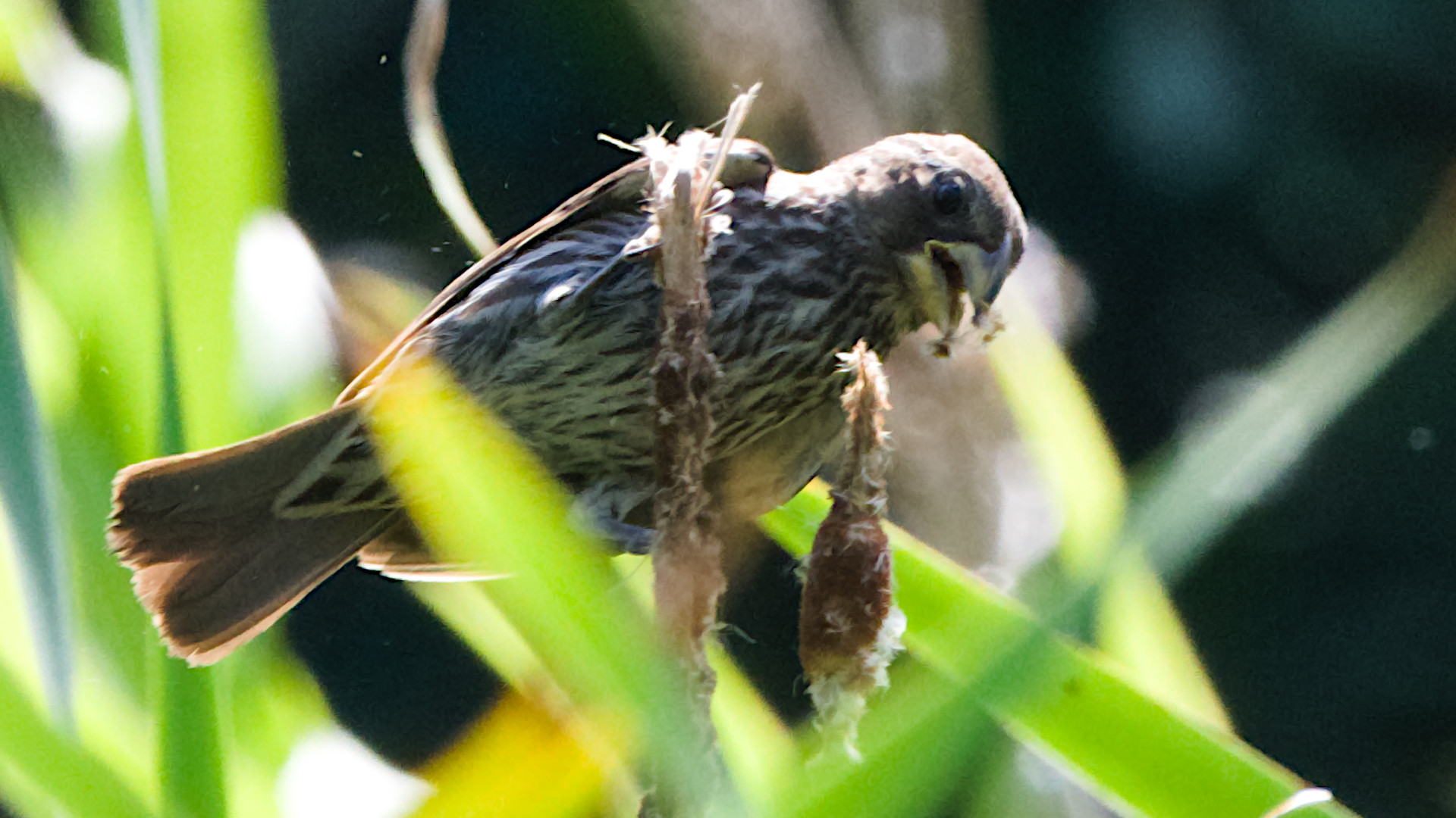 BeKZN Sit-In | Amanzimtoti Bird Sanctuary – BirdLife eThekwini KZN