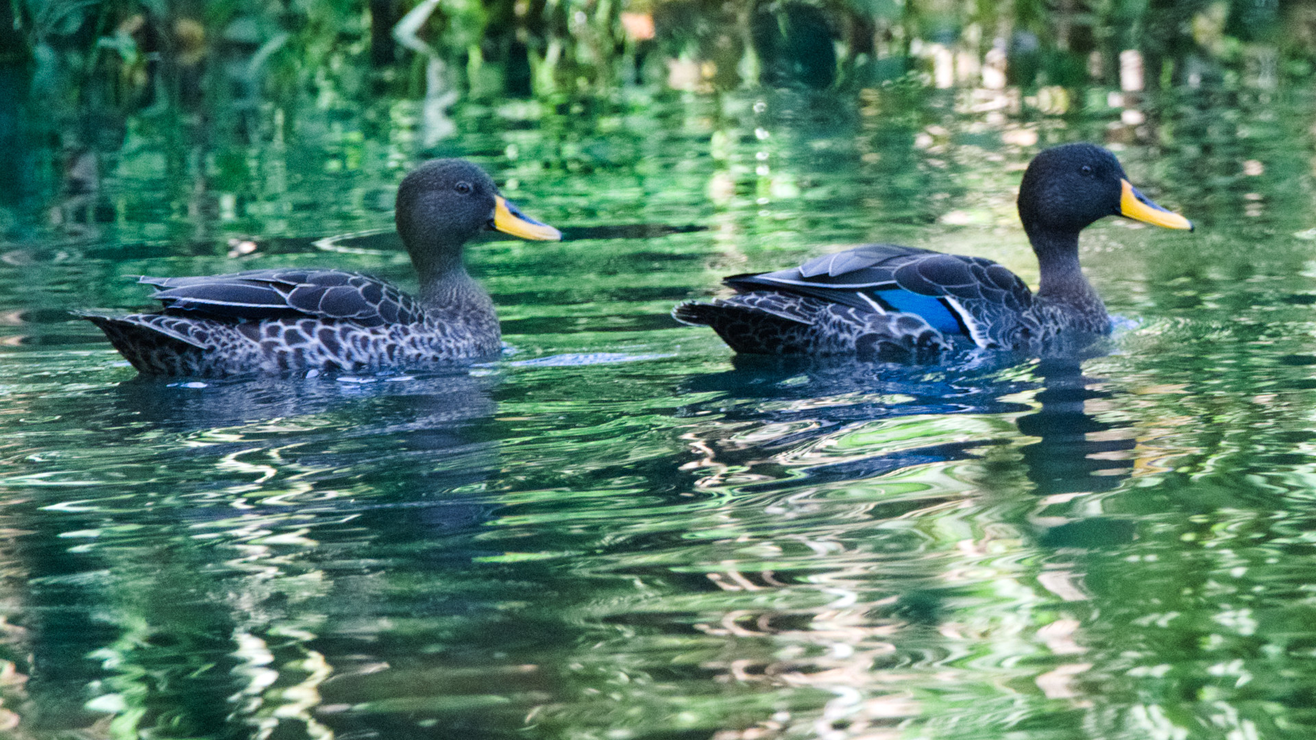 BeKZN Sit-In | Amanzimtoti Bird Sanctuary – BirdLife eThekwini KZN