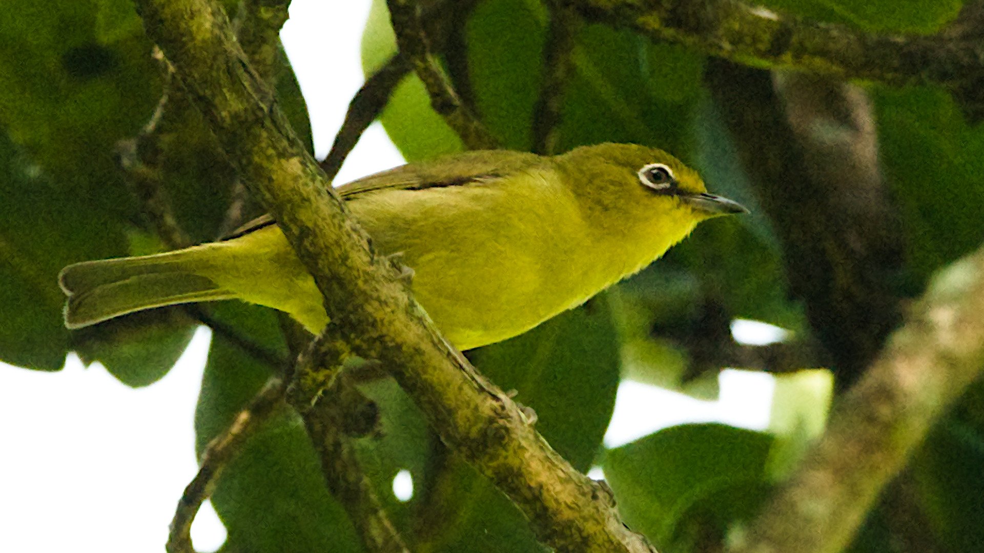BeKZN Sit-In | Amanzimtoti Bird Sanctuary – BirdLife eThekwini KZN