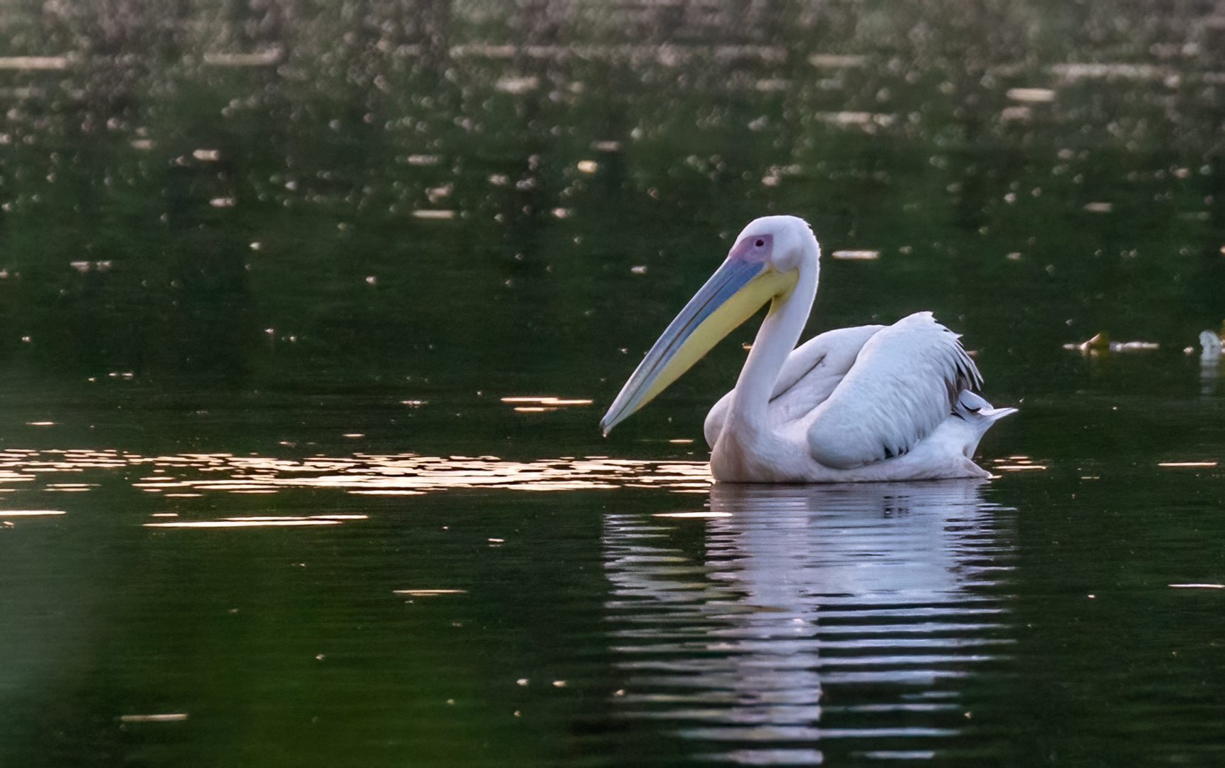 BeKZN Day Tripping | Sappi Stanger Mbozambo Wetlands – BirdLife ...