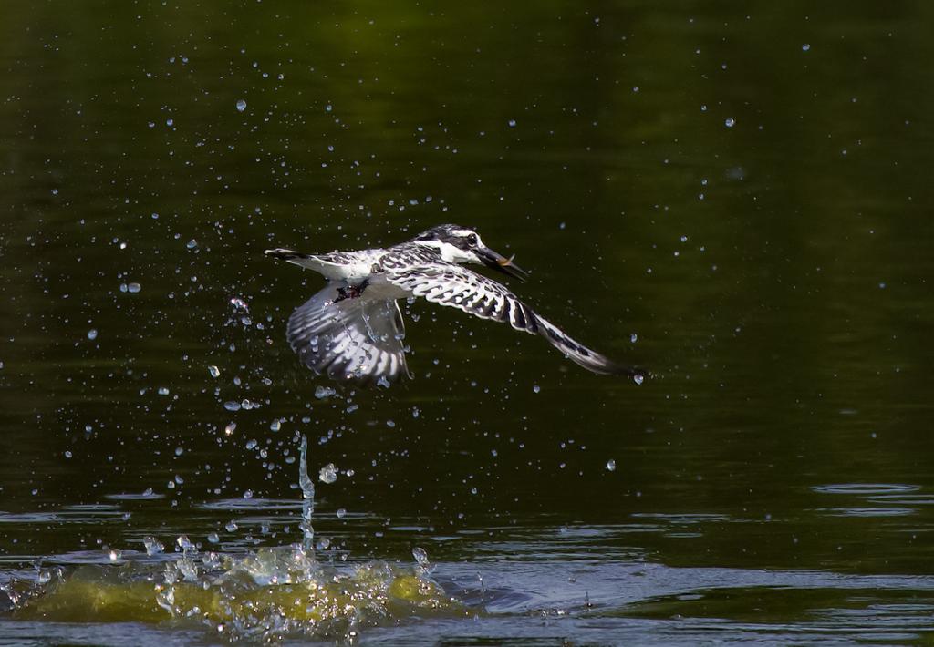BeKZN Day Tripping | Sappi Stanger Mbozambo Wetlands – BirdLife ...