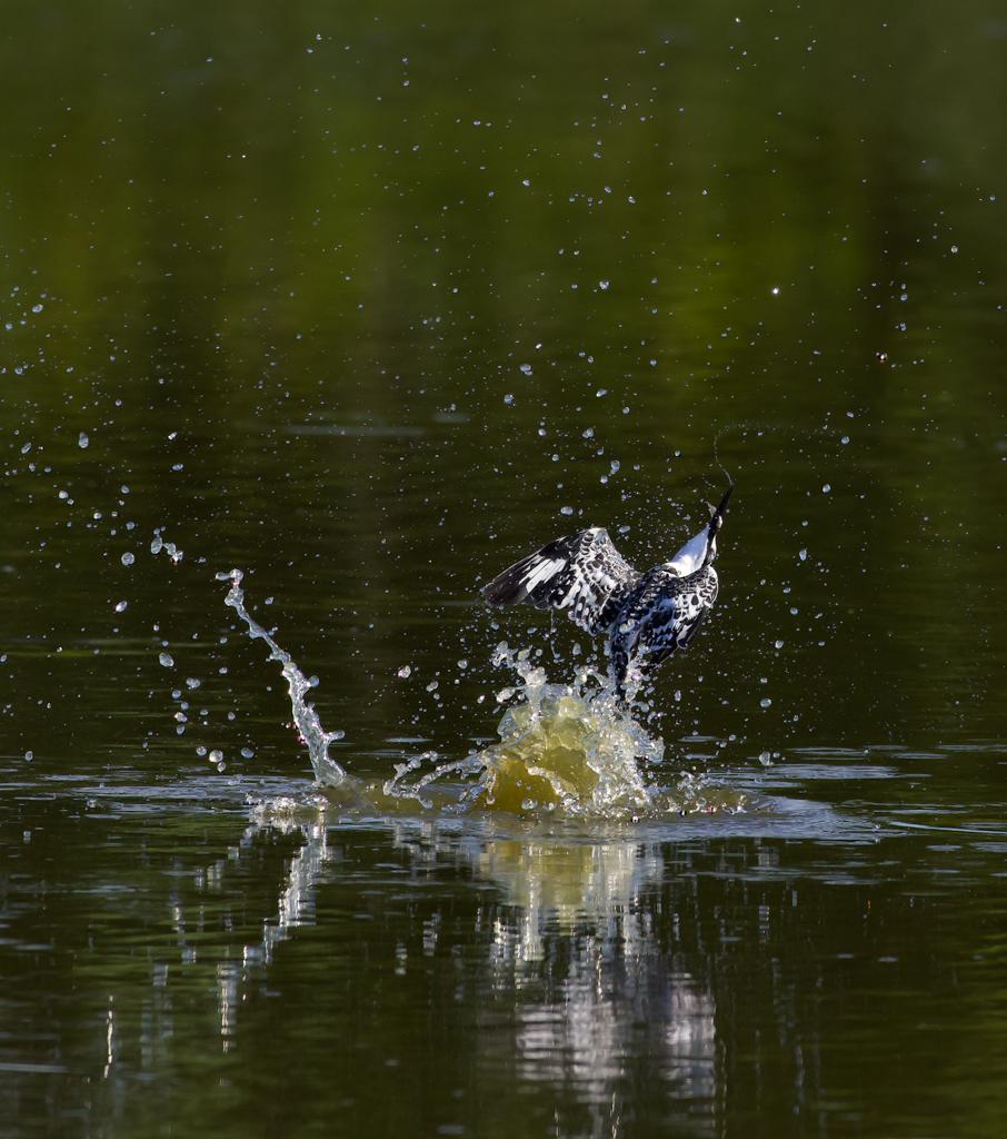 BeKZN Day Tripping | Sappi Stanger Mbozambo Wetlands – BirdLife ...