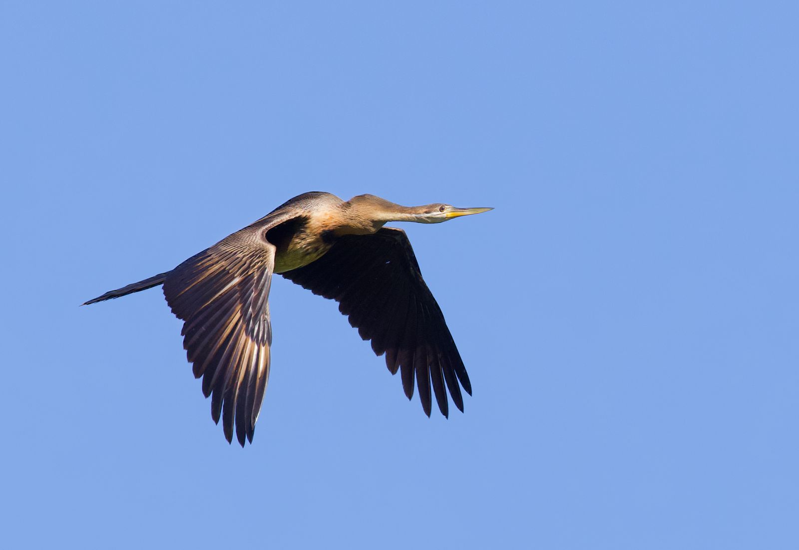 BeKZN Day Tripping | Sappi Stanger Mbozambo Wetlands – BirdLife ...