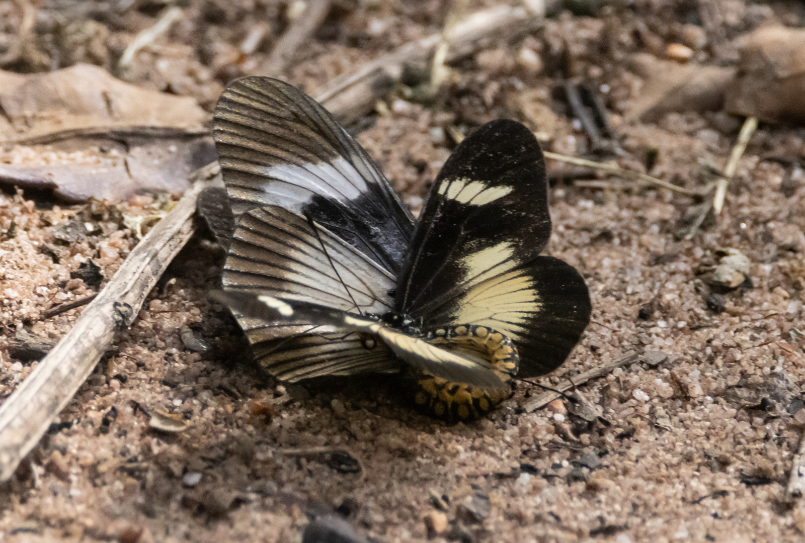 BeKZN Sit-In | Palmiet Nature Reserve – BirdLife eThekwini KZN