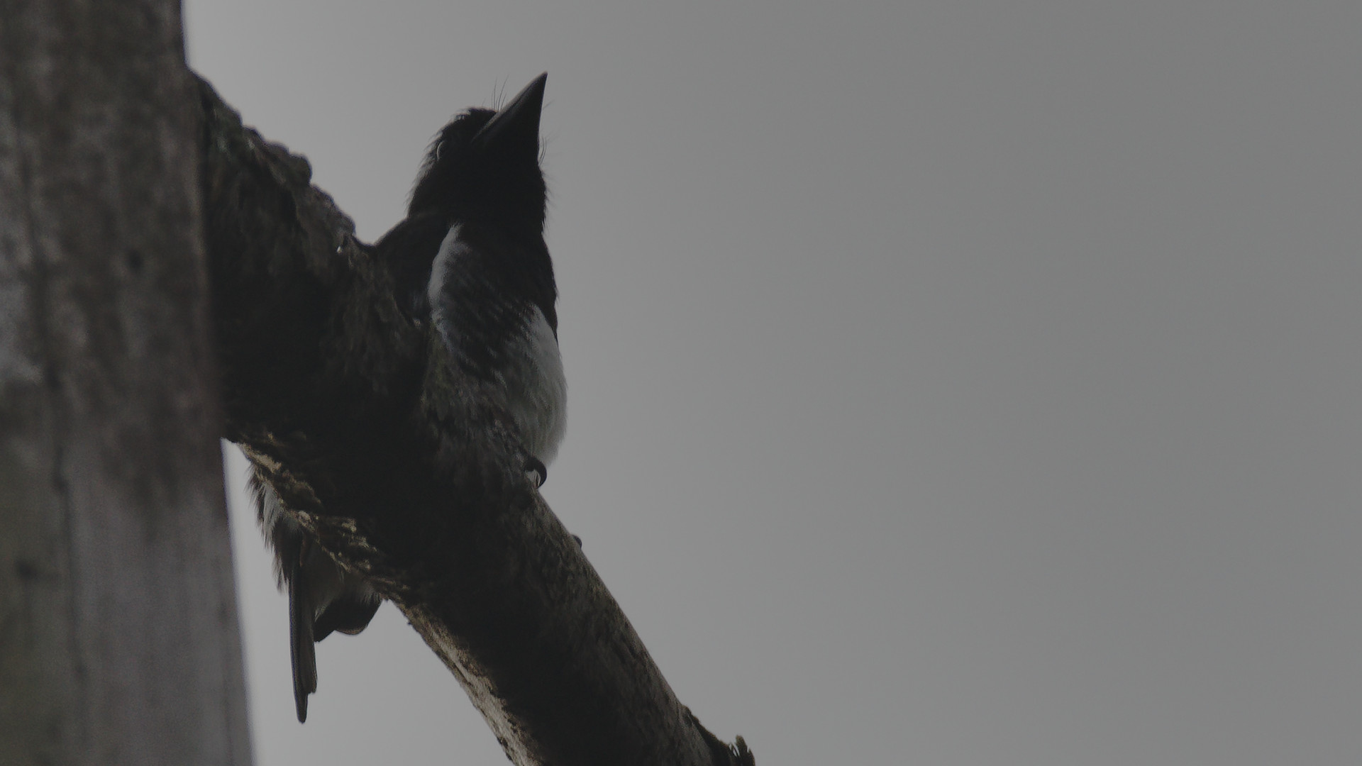 BeKZN Walks…Molweni Trail, Everton Conservancy – BirdLife eThekwini KZN