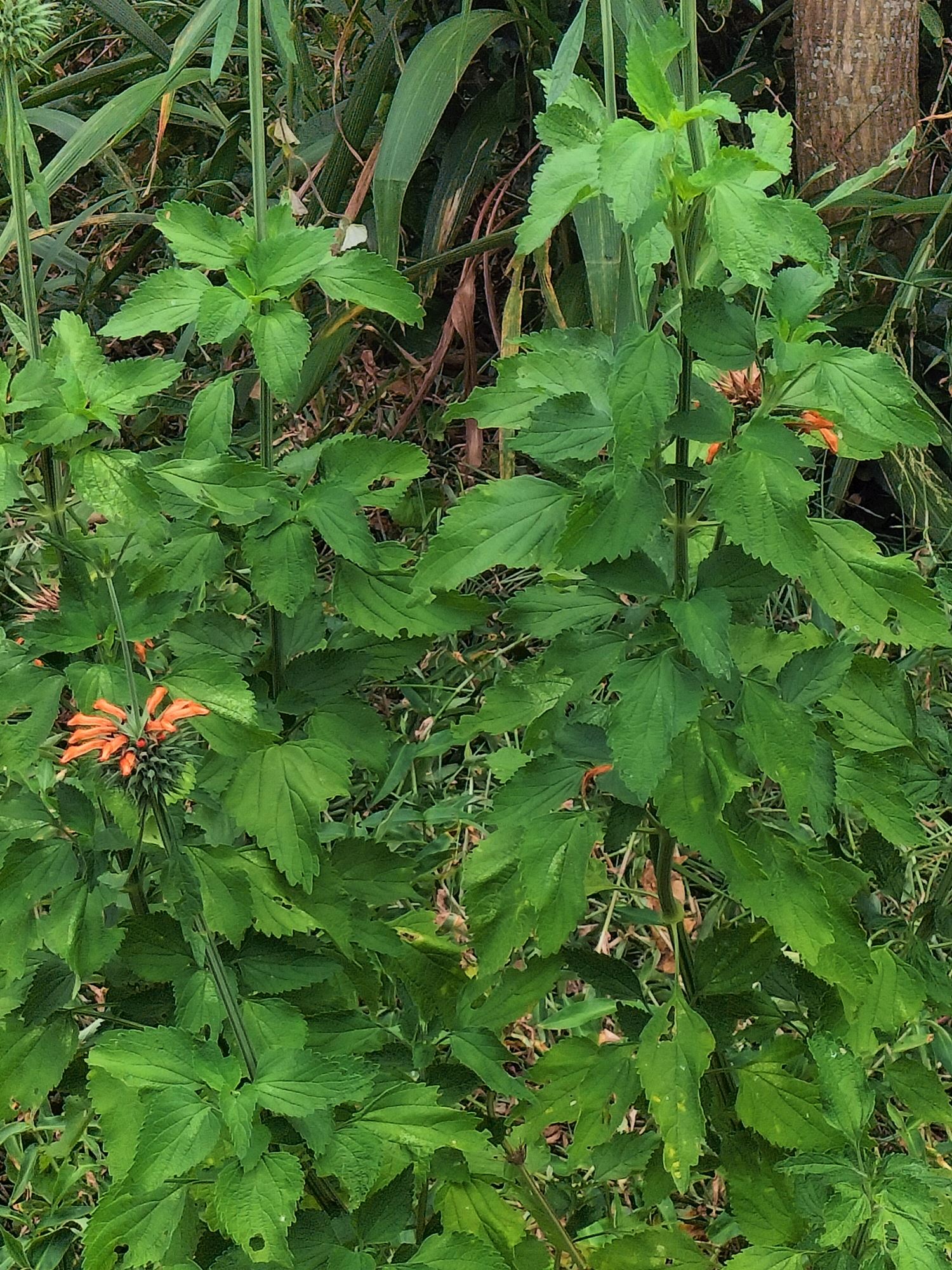 BeKZN Sit-In | BRIDGEVALE NATURE RESERVE – BirdLife eThekwini KZN